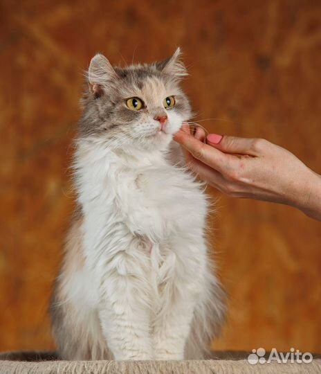 Кошечка Триша в добрые руки