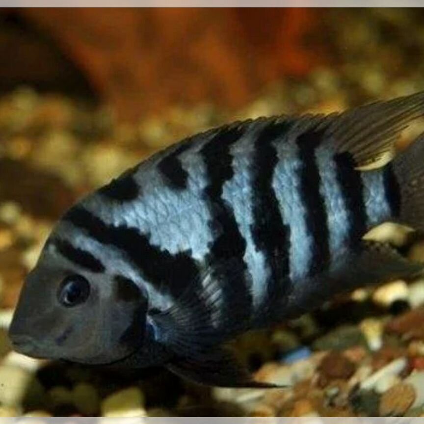 Цихлазома чернополосая
