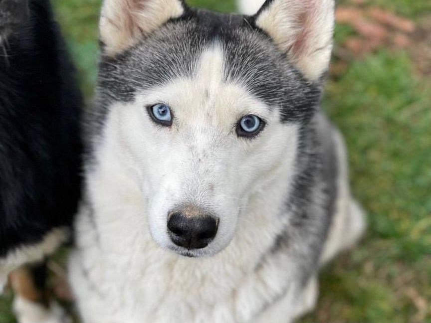 Сибирский хаски