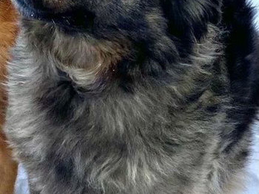 Стерилизованная альфа