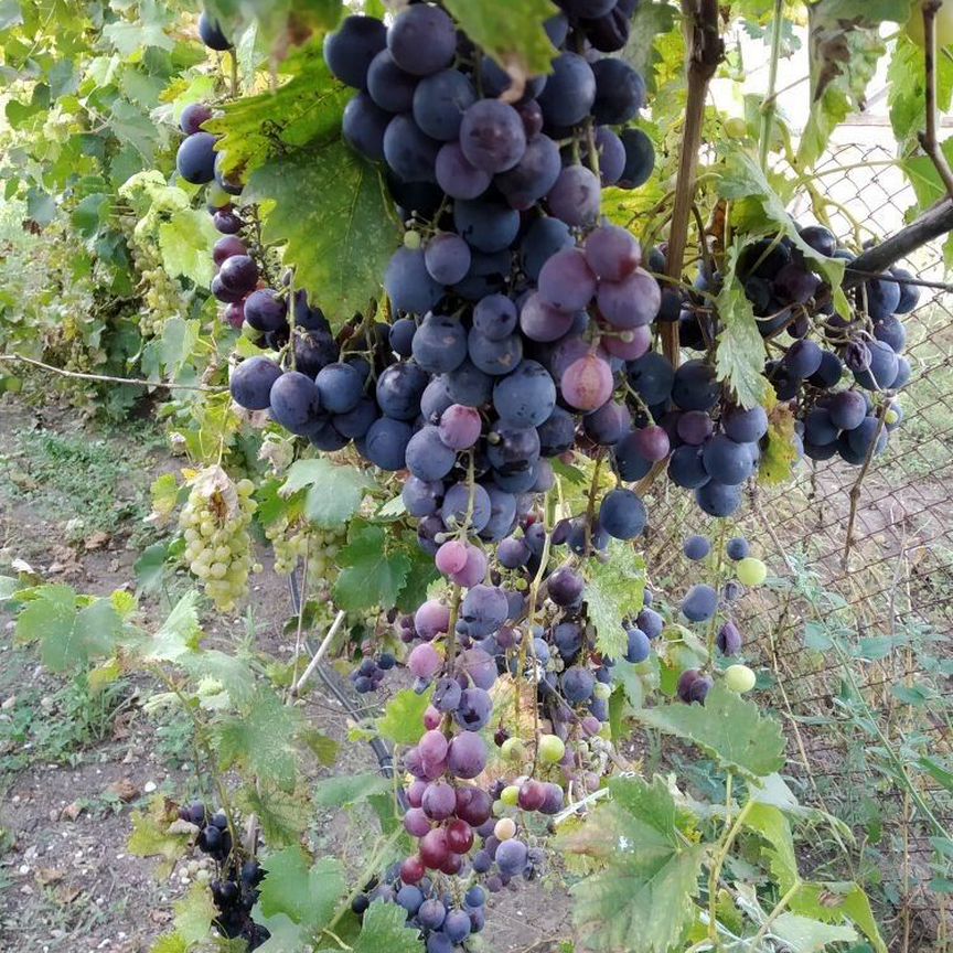 Сено солома в тюках