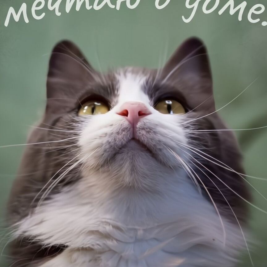 Взрослая, кошка в добрые руки