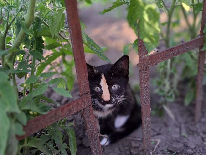 Кошка в дар бесплатно