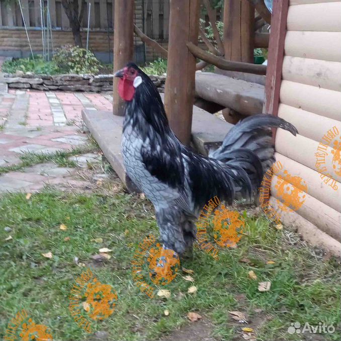 Бреда куры инкубационное яйцо