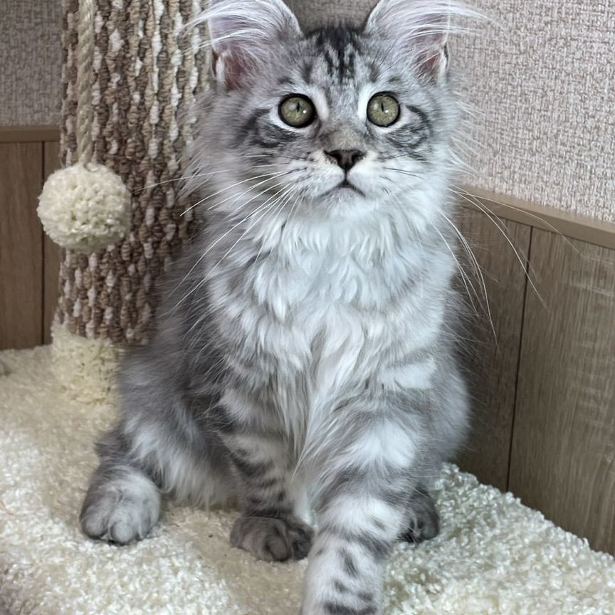 Котята мейн-кун из питомника