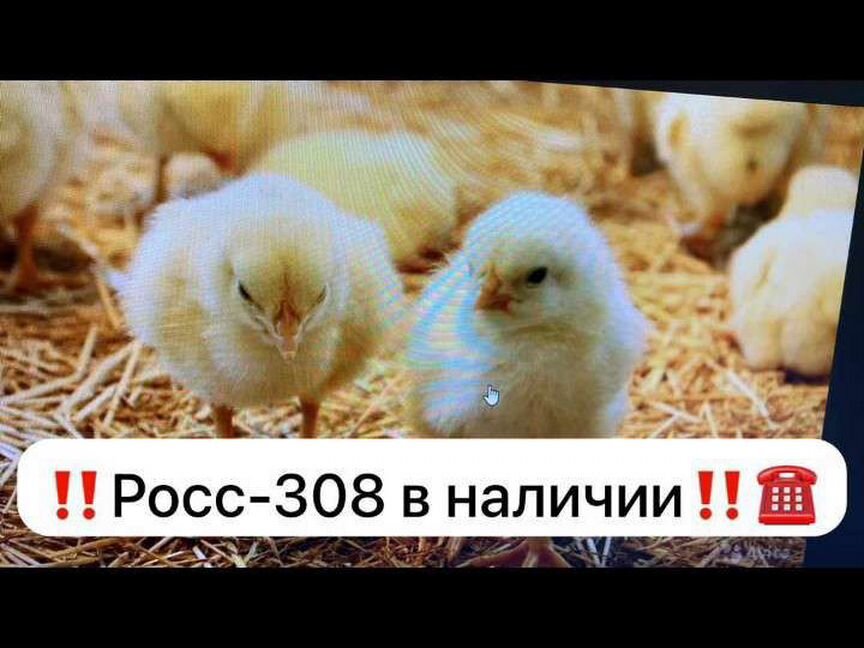 Бролер рос 308