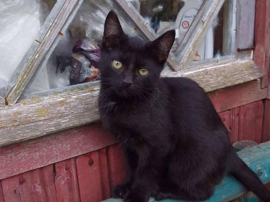 Котенок черный, бесплатно
