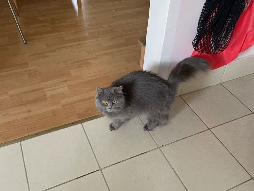 Котёнки от кицы