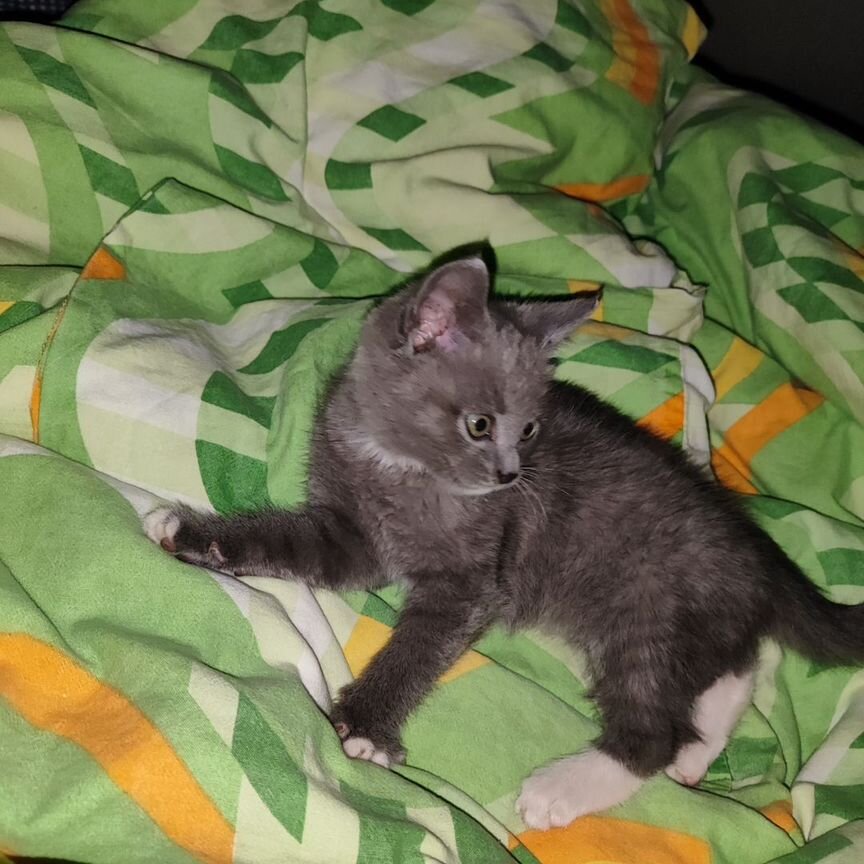 Котëнок