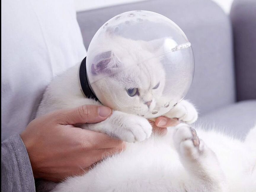 Маска - намордник для кошки