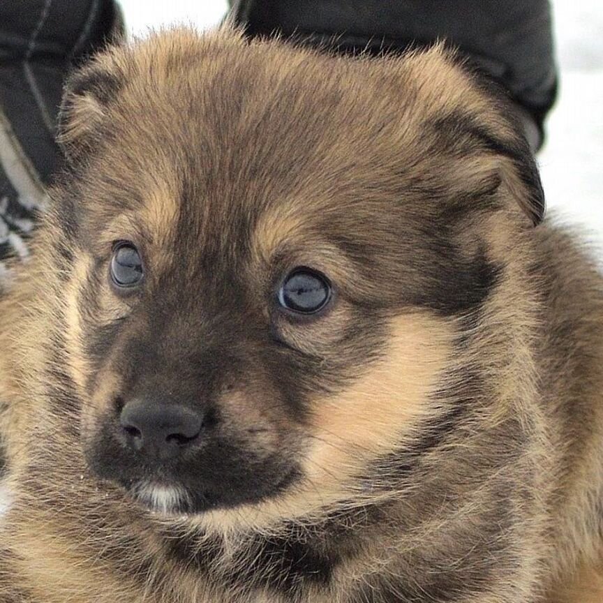 Щенок