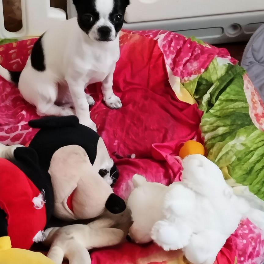 Чихуахуа, щенок