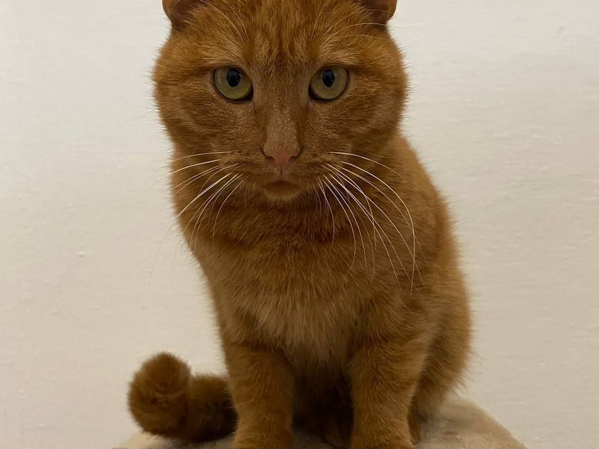 Кот Рыжик в добрые руки