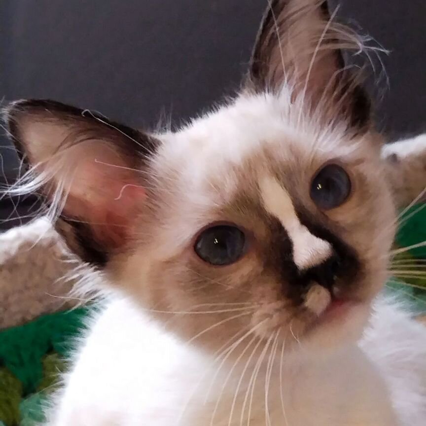 Котята породы регдолл
