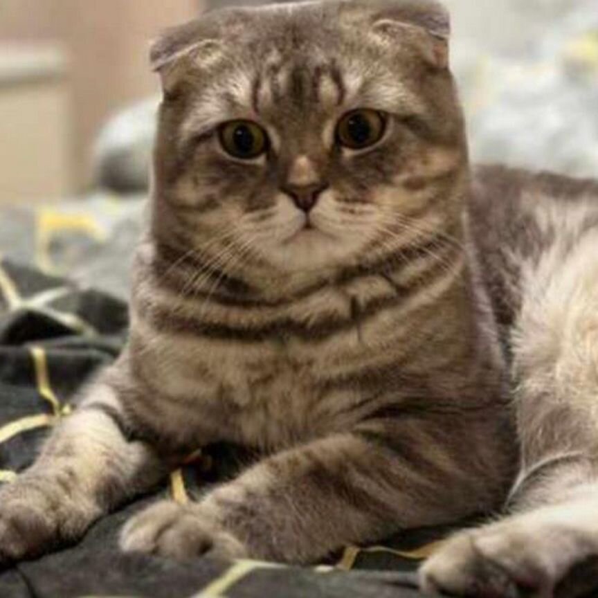 Шотландский кот вязка