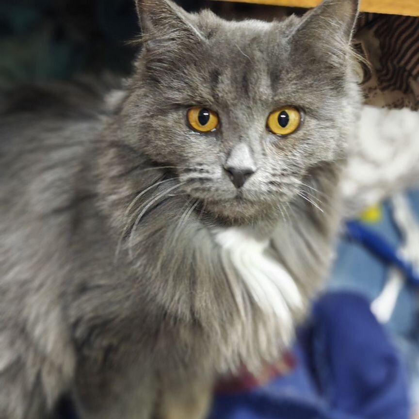 Котенок Личи