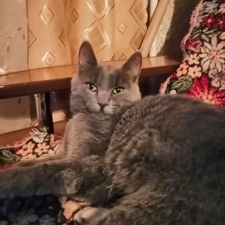 Найден котенок