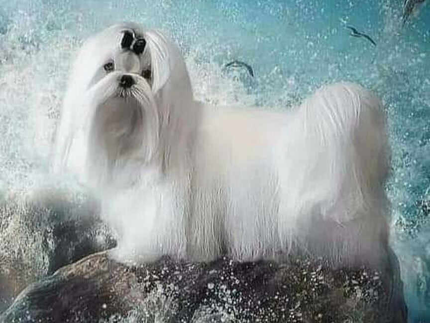 Мальтезе мини от чемпионов