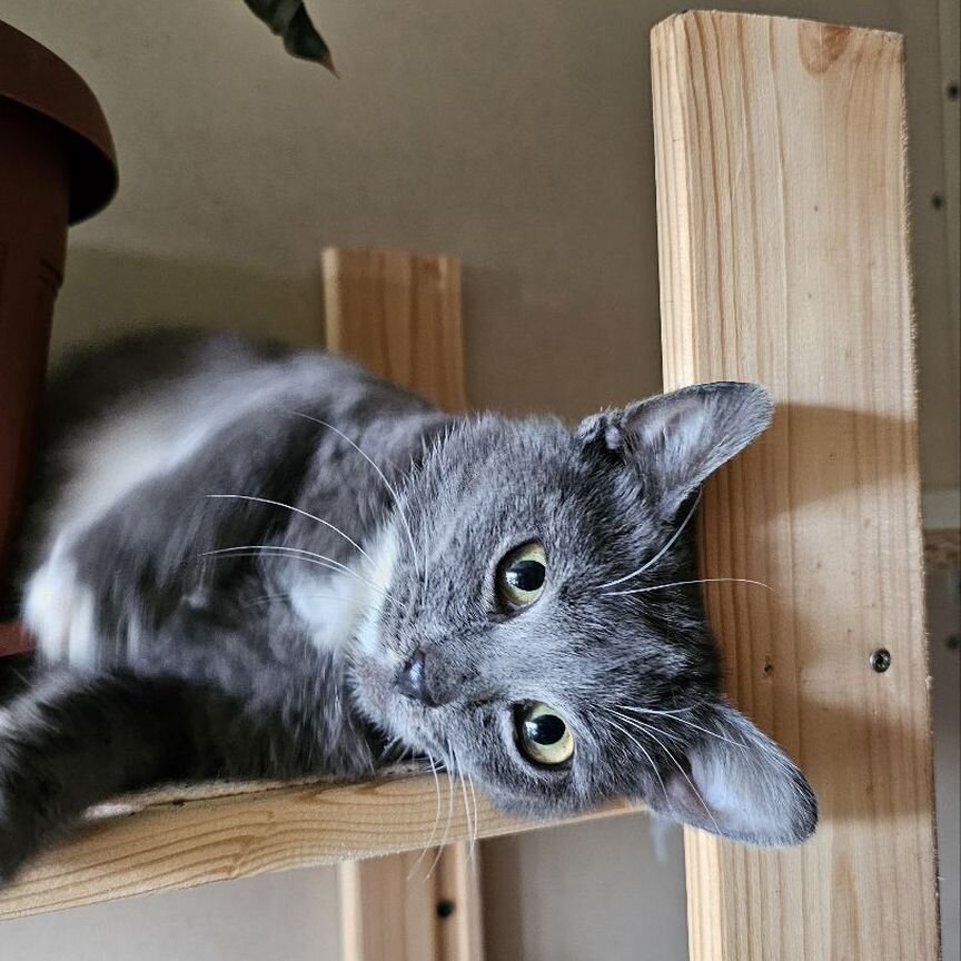 Кошечка шеба