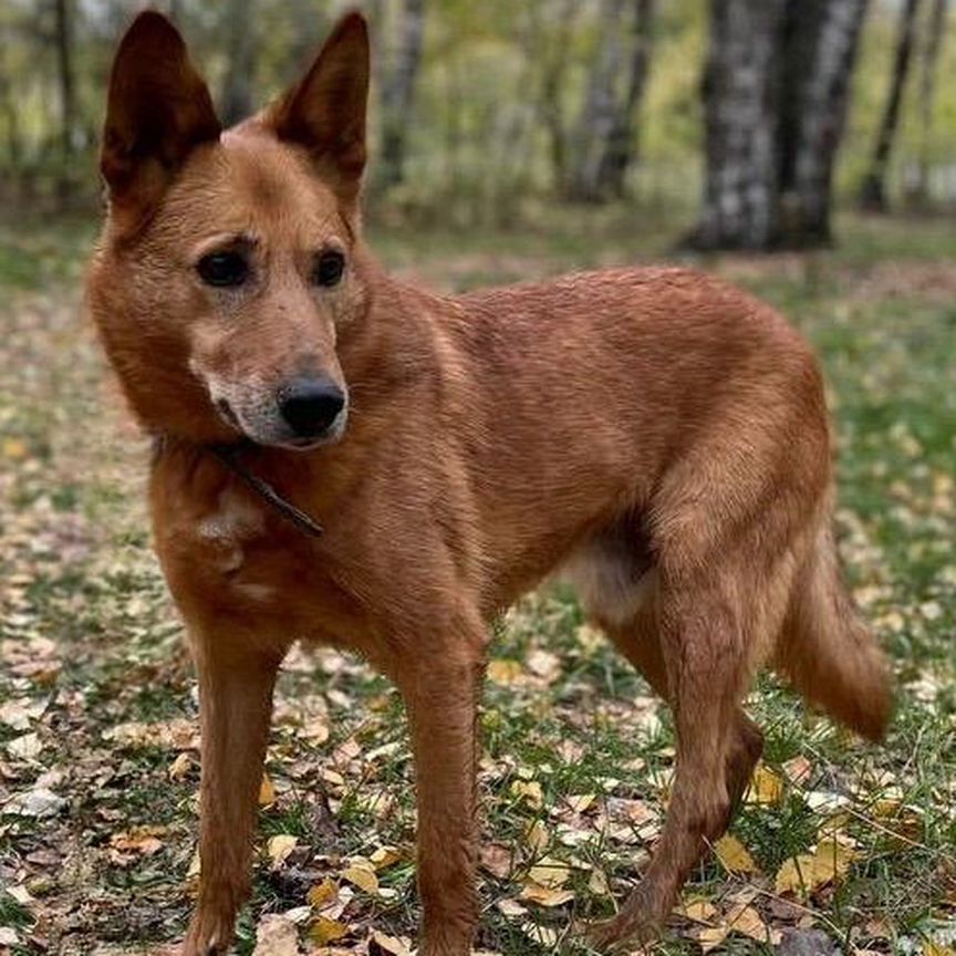 Старичок из приюта на доживание