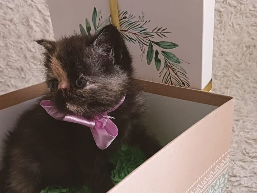 Персидские котята