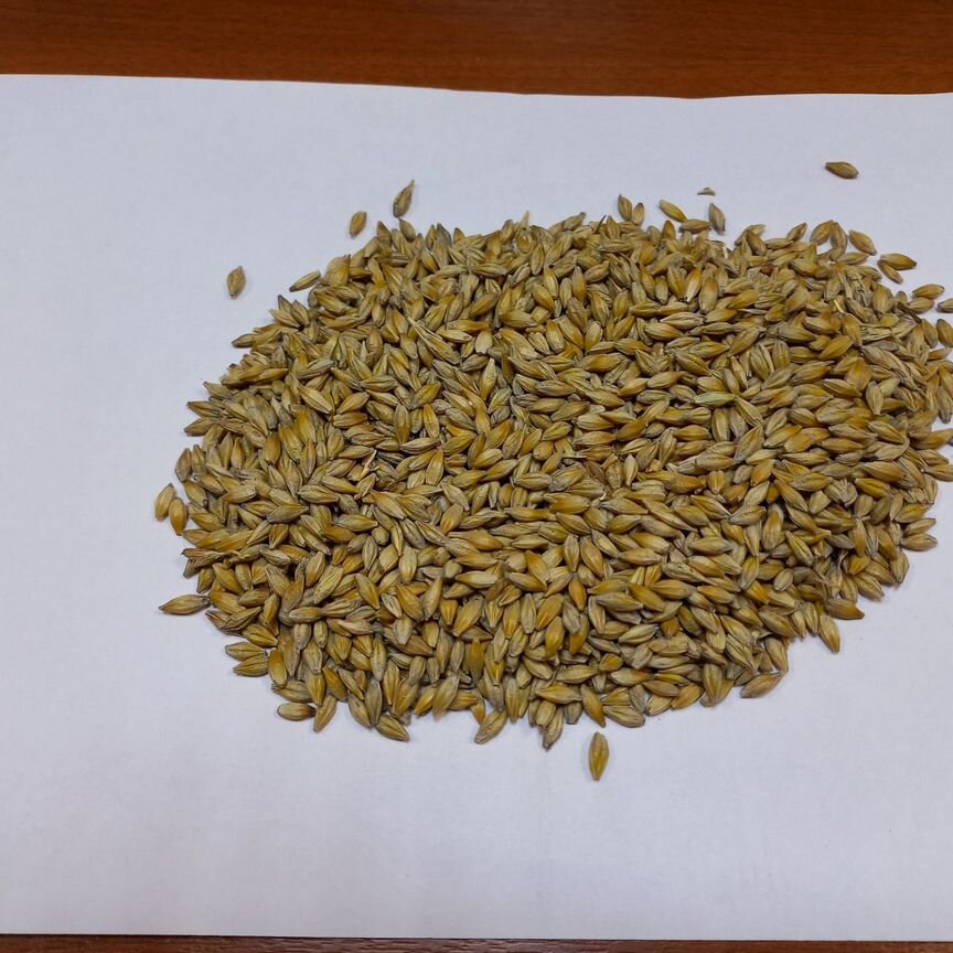 Зерно пшеницы, ячменя в мешках