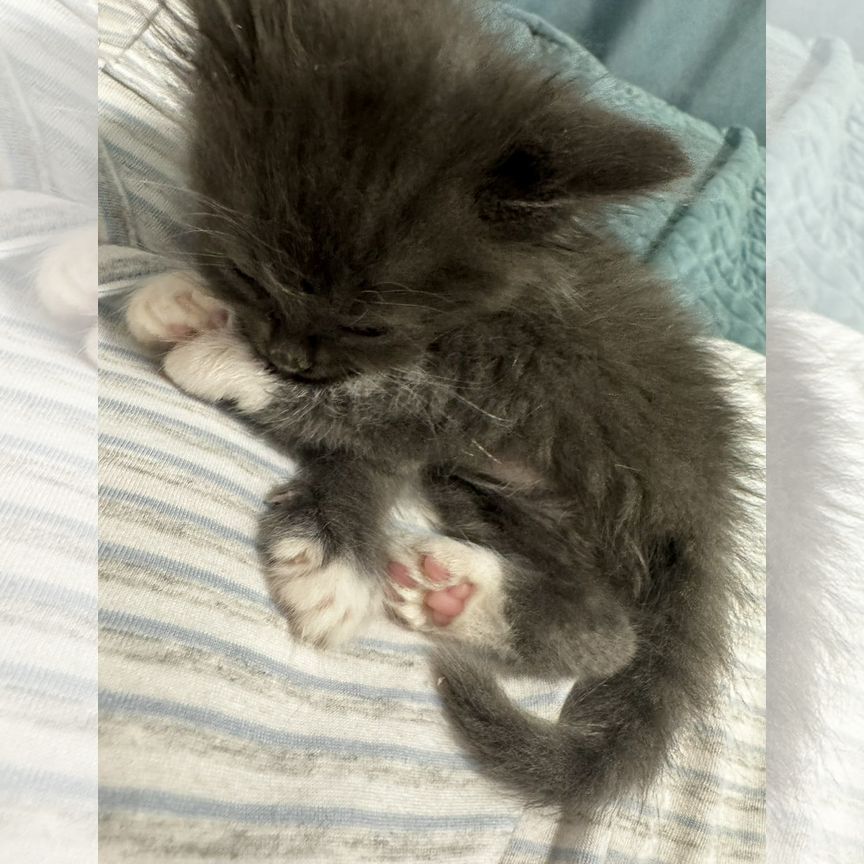 Котенок бесплатно 1,5 месяца почти