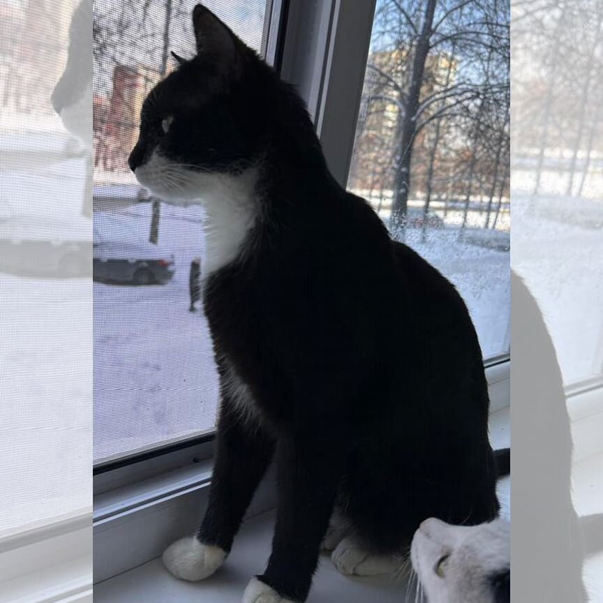 Котик Филя