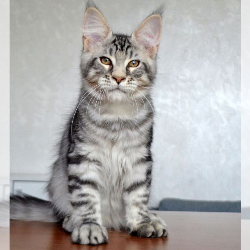 Котик мецн кун 4 месяца