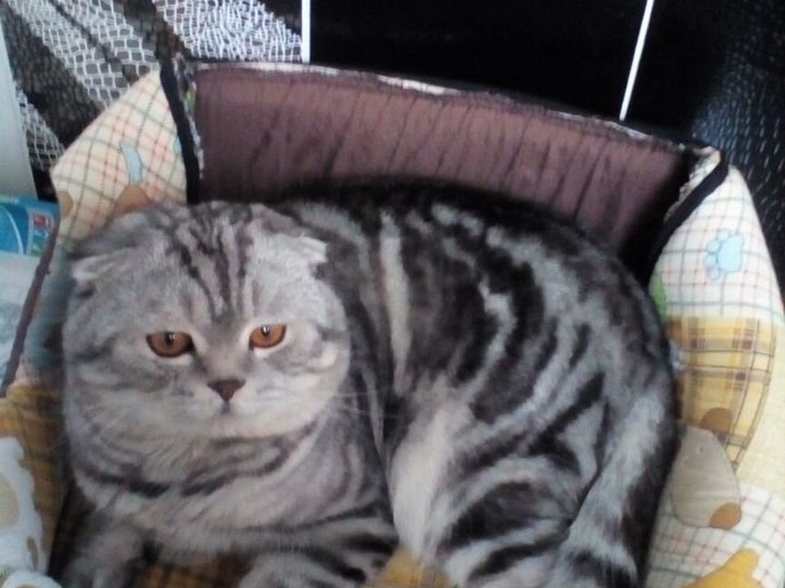 Ждём на вязку кошечку,чистокровный шотландец