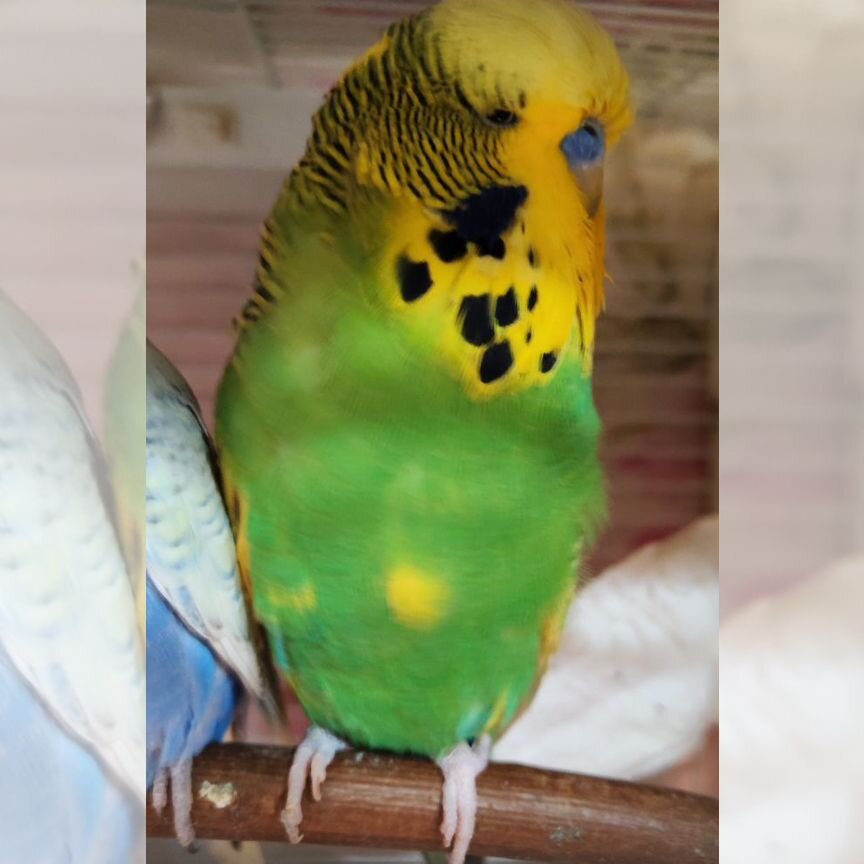 Выставочный Волнистый Попугай Чех