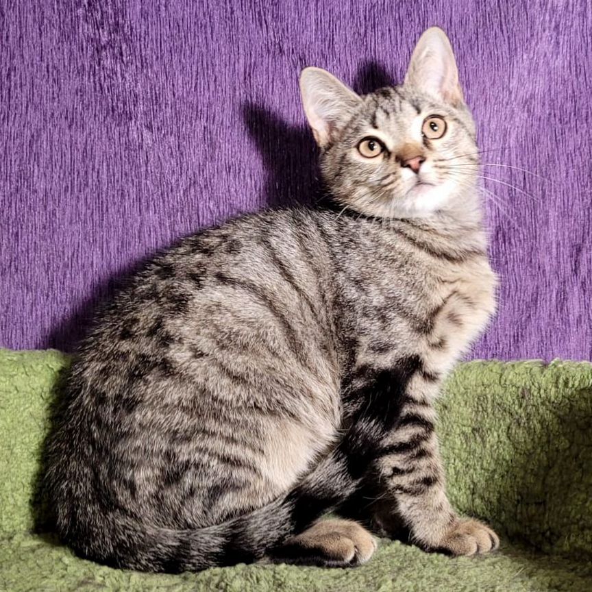 Котик 5 месяцев