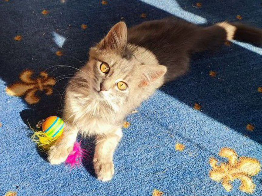 Котёнок невероятной красоты,мейкун