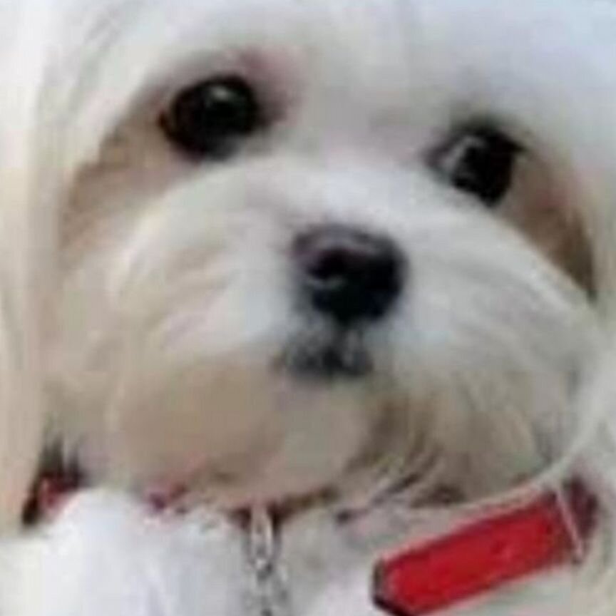 Мальтийская болонка, взрослая собака