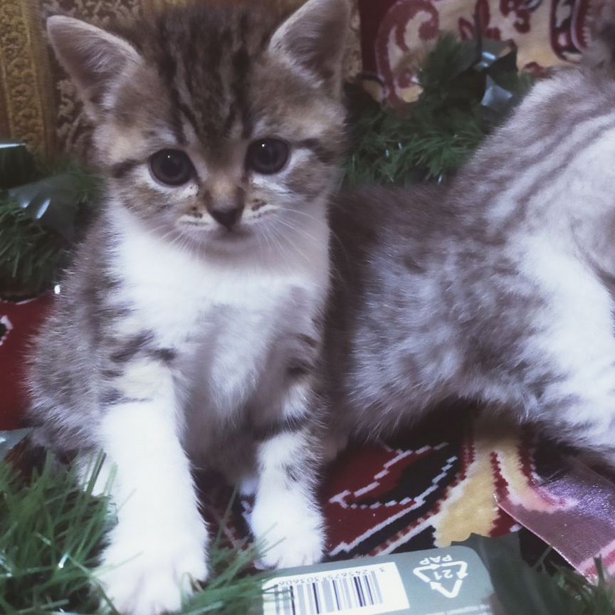 Шотландский вислоухий короткошёрстный котёнок