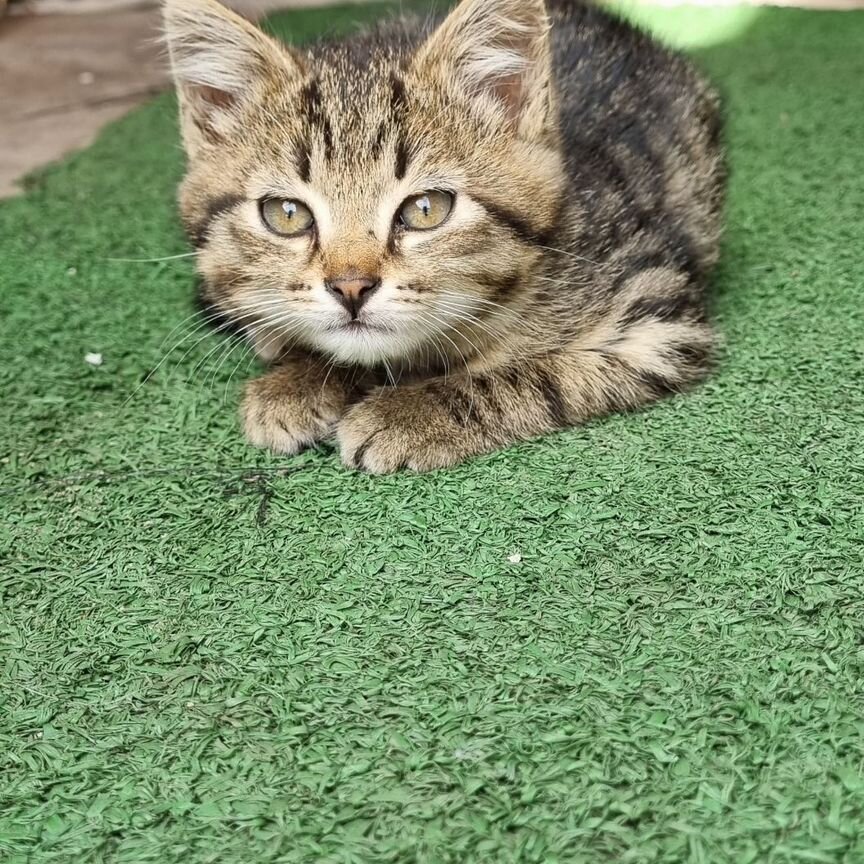 Котенок в добрые руки