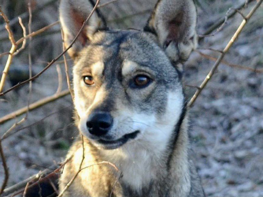 Замечательная собака Мышка мечтает о доме