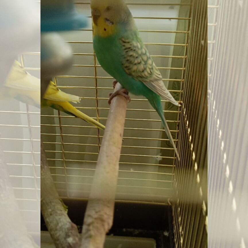 Волнистый попугай