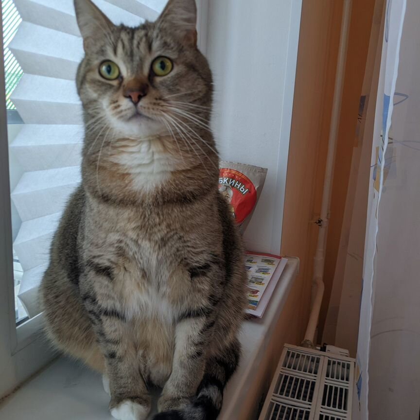 Потерялся кот