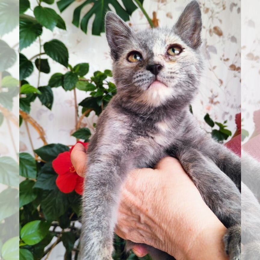 Кошечка Бася 3 месяца