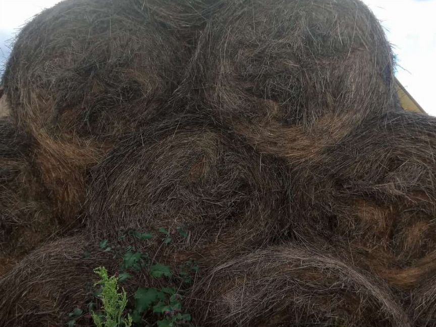 Продам сено в рулонах