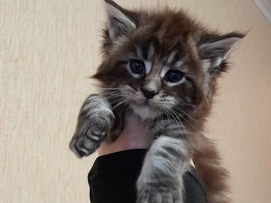 Крупный кот