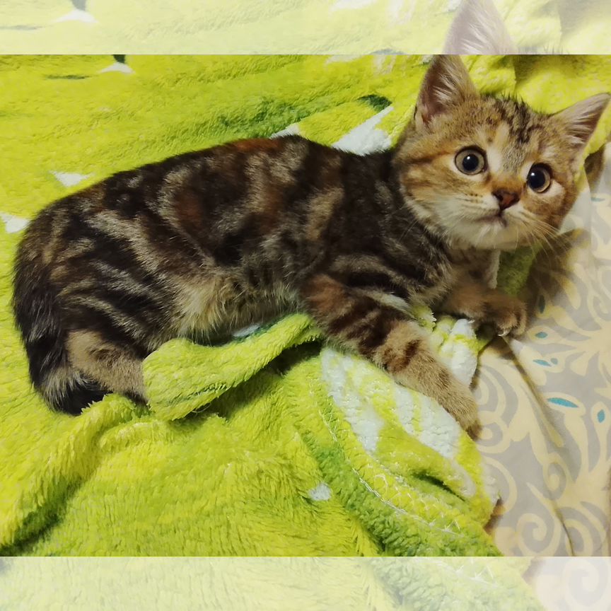 Шотландский прямоухий короткошёрстный котёнок