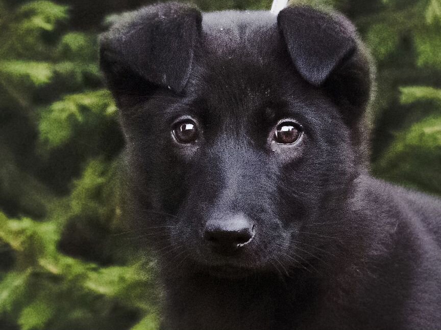 Айка, щенок 4мес