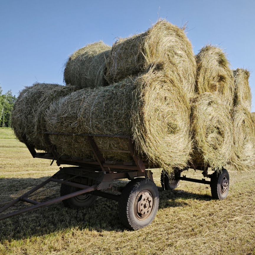 Сено в рулонах
