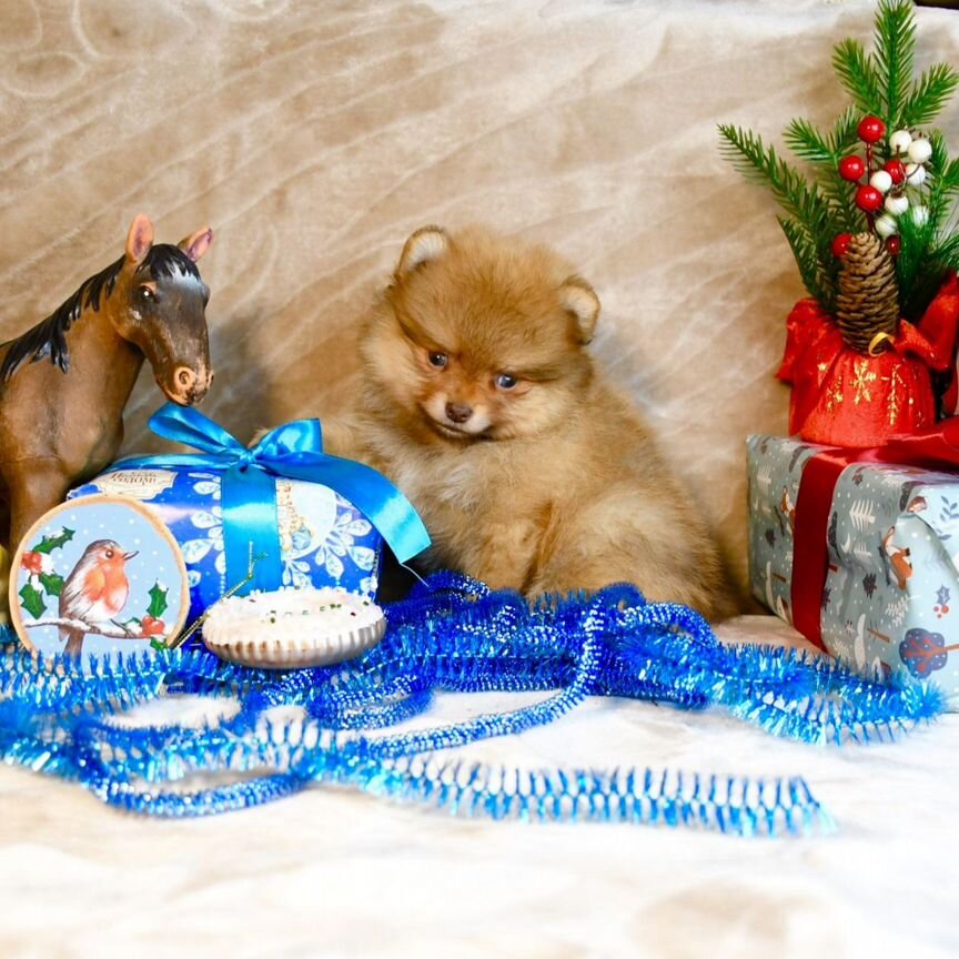 Померанский шпиц, щенок