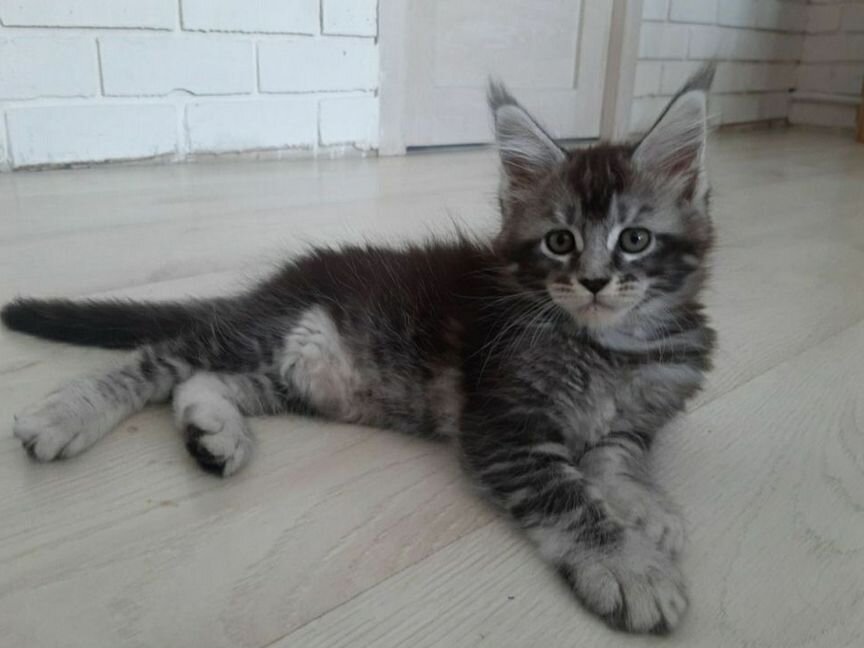 Шилопопики в твой дом