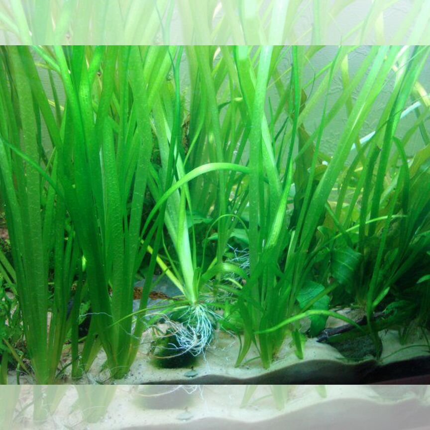 Аквариумные растения прополка Валлиснерия гигантск