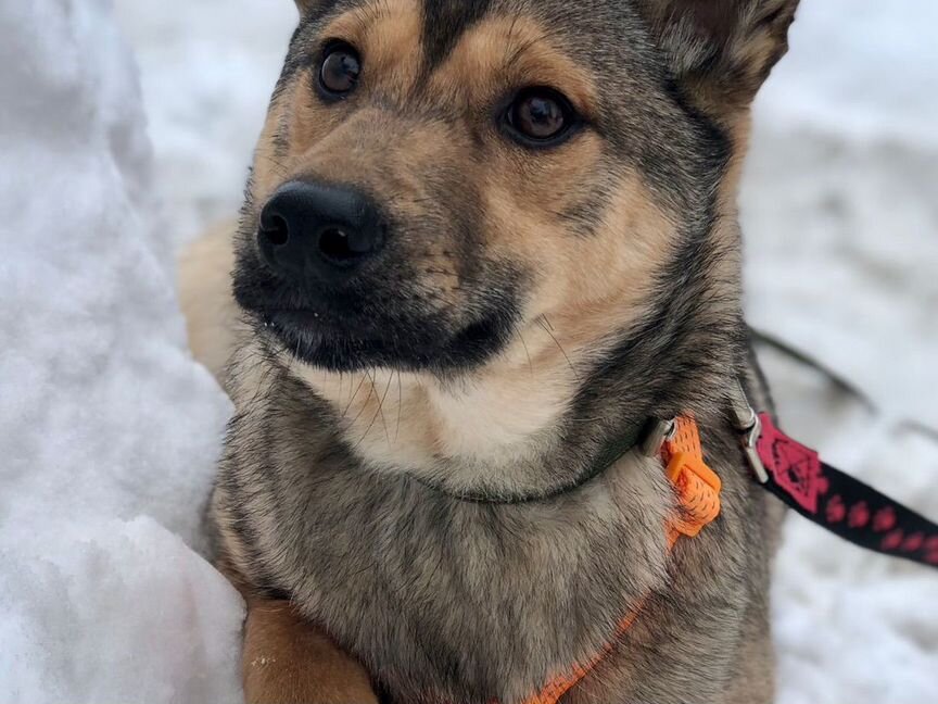 Собака в добрые руки