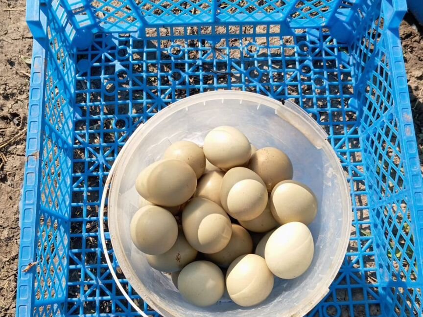 Яйцо фазана